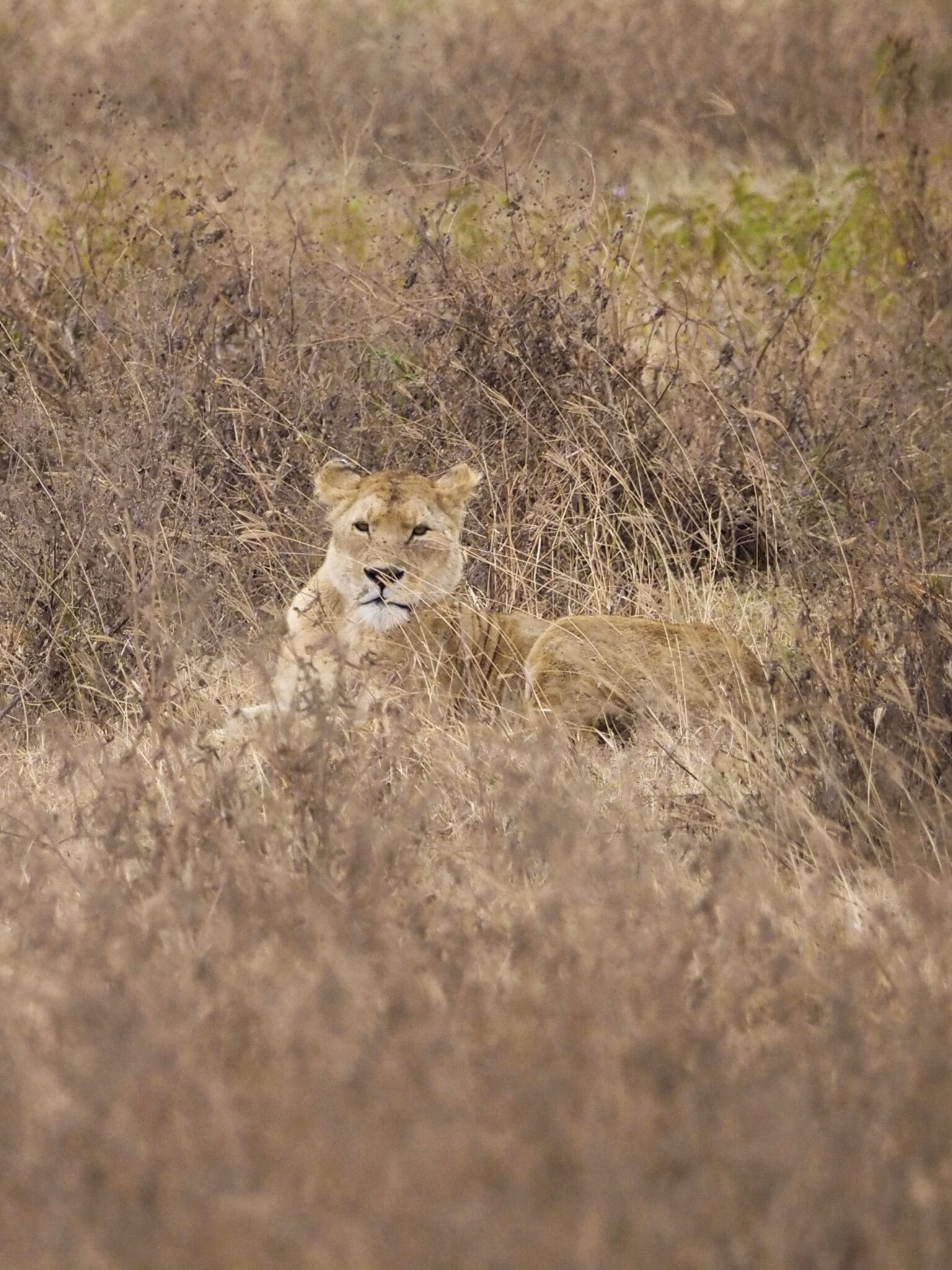 Ngorongoro Crater - Tanzania’s Ultimate Wildlife Destination