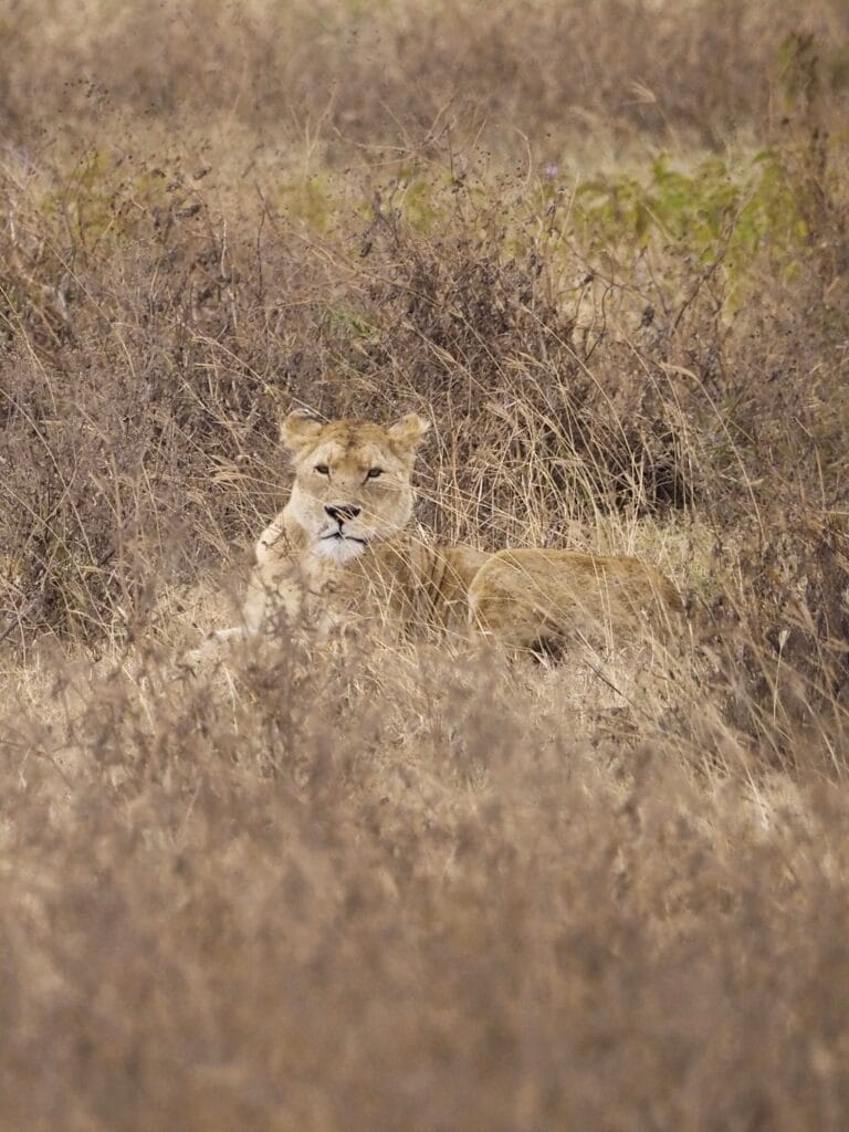 Ngorongoro Crater - Tanzania’s Ultimate Wildlife Destination