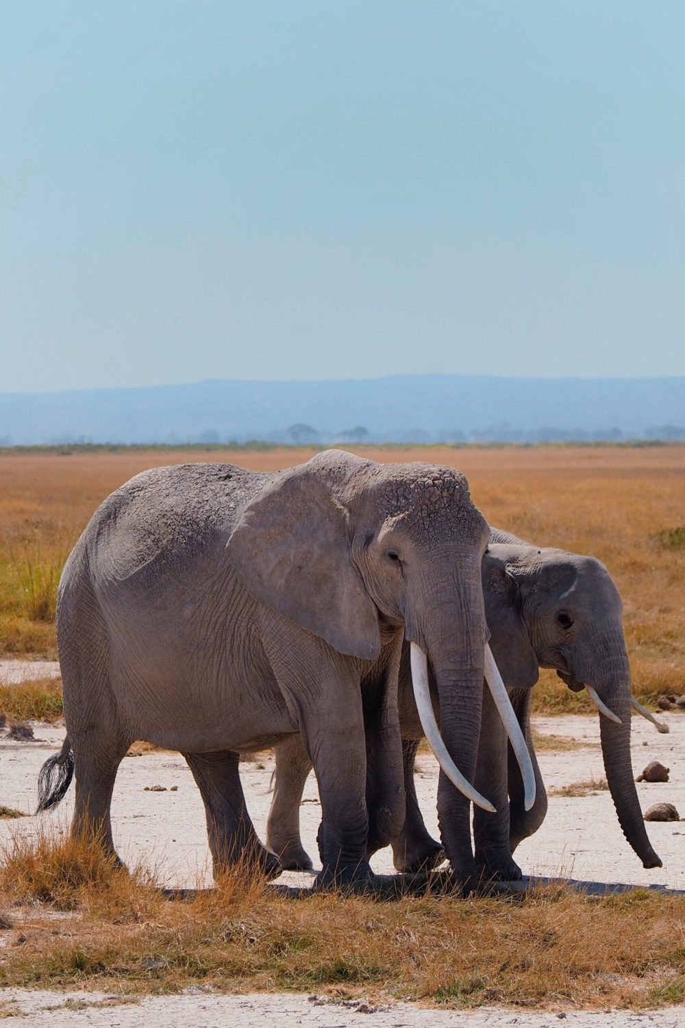 Comparing the 7 Best National Parks in Kenya