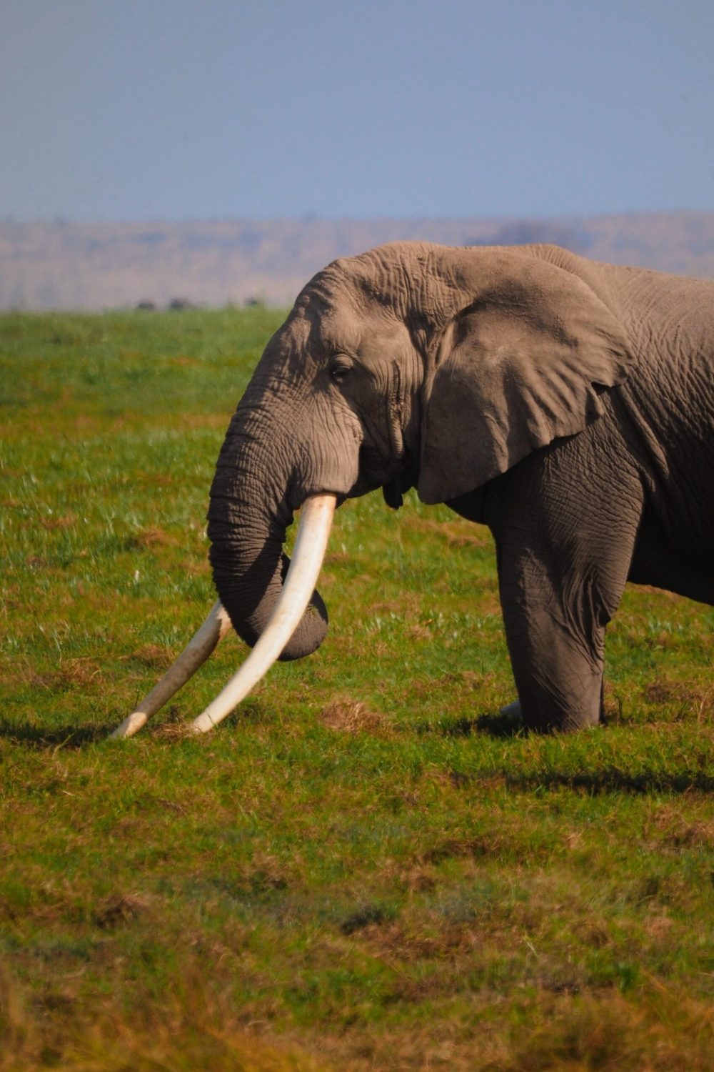 Comparing the 7 Best National Parks in Kenya